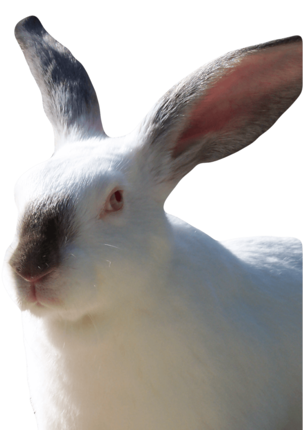 Conill – Granja Gaià – Del millor de les nostres comarques